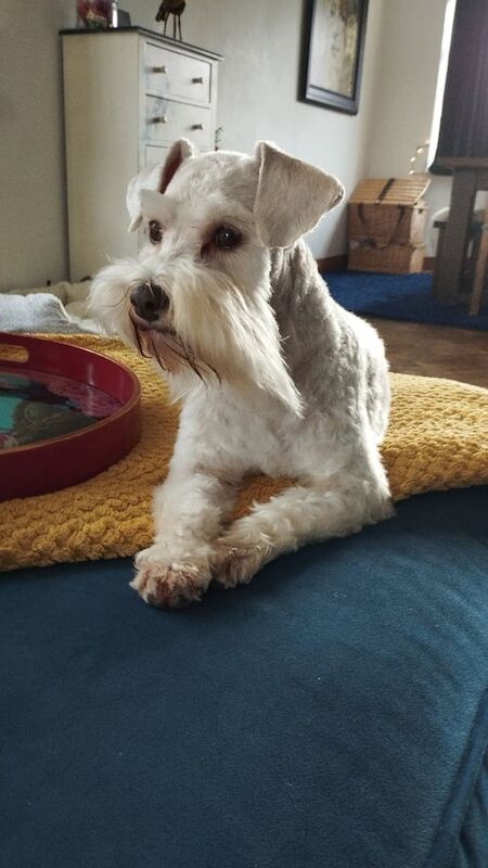 Buy and sell Miniature Schnauzer puppies and dogs online | Miniature ...