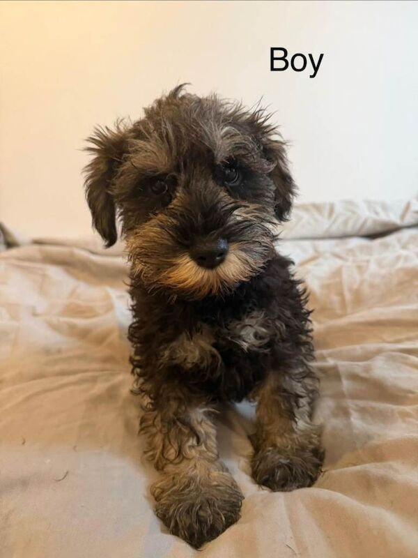 Buy and sell Miniature Schnauzer puppies and dogs online | Miniature ...