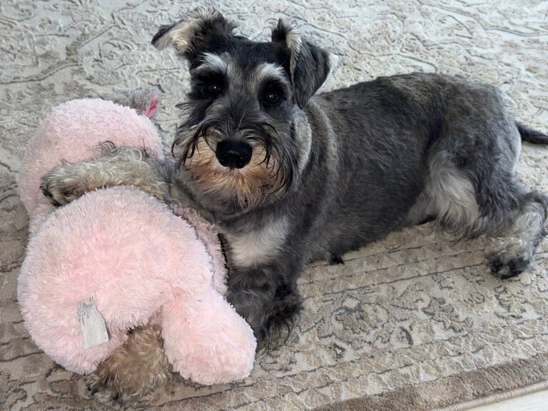 Buy and sell Miniature Schnauzer puppies and dogs online | Miniature ...
