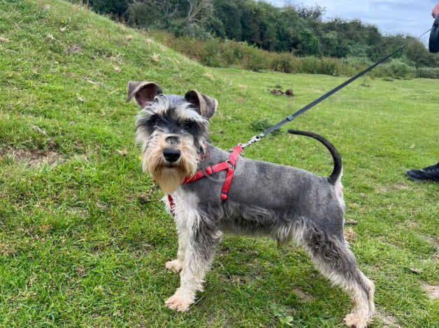 Mr Miniature Stanly The Schnauzer - Miniature Schnauzer Puppies For ...