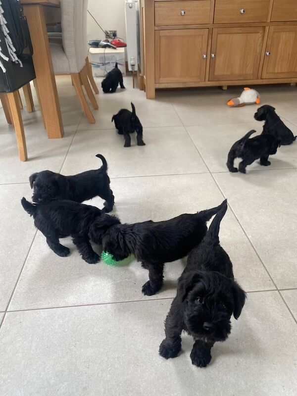 Buy and sell Miniature Schnauzer puppies and dogs online | Miniature ...